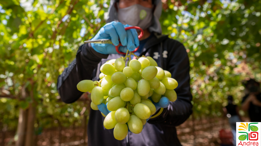 Xianfeng and Andrea Work Together To Strengthen China Presence of Sweet Globe Grapes | Produce ...